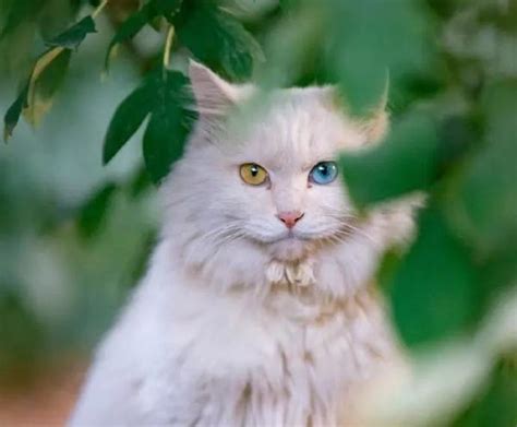 猫咪结膜炎预防与治疗橘护卫健康讲堂 知乎