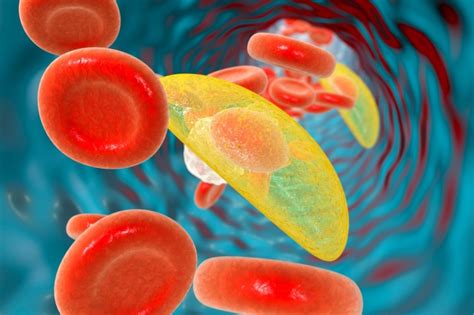 New Unh Research Investigates Genetic “switches” Of Toxoplasmosis