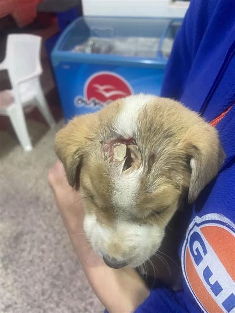 ცხოველთა გადარჩენის ცხოველთა გადარჩენის სახალხო ფრონტი