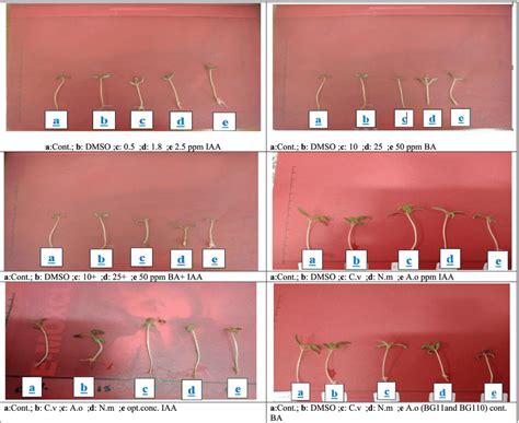 Growth Of Tomato Explants By Syn Ba Iaa And Mixtures Of Iaa Ba Download Scientific Diagram