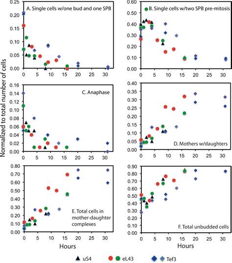 Quantification Of Cell Cycle Stages Classified By Spindle And Membrane