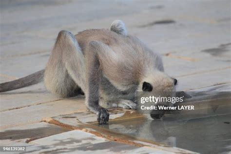 Semnopithecus Priam Photos And Premium High Res Pictures Getty Images