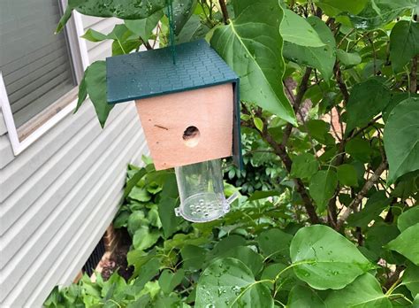 What To Do About A Carpenter Bee Infestation The Washington Post