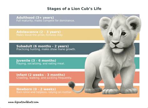 Lion Cubs Behavior Stages Of Growth Photos Bigcatswildcats