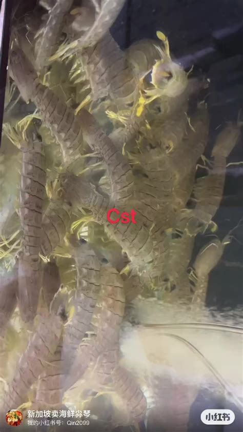 周日1218号鲜货有： 小青龙 小海虾 皮皮虾 生蚝 太星斑 澳龙 小龙虾 印尼肉蟹 斯里兰卡蟹 北海道大海螺 大闸蟹 活杀牛蛙 活杀野生