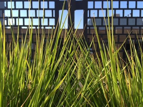 Free Images Plant Lawn Meadow Prairie Flower Green Agriculture