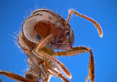 4 Reasons Why Fighting Fire Ants Isnt A Diy Job Southern Lawns