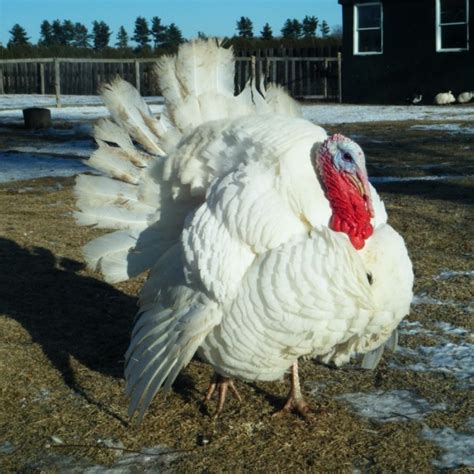 70 Of Worlds Raw Chocolate Soon To Be Genetically Modified Literotica Discussion Board