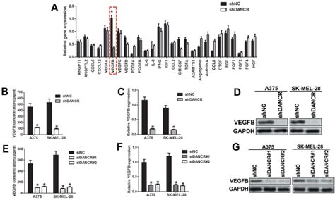 DANCR Knockdown Suppresses Expression Of VEGFB A Expression Of