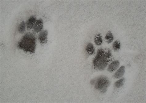 Cougars In The Woods Roads To Everywhere