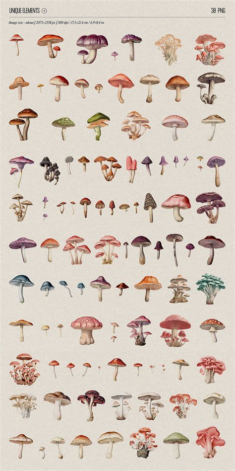 Fungi Vintage Botanical Illustrations Behance