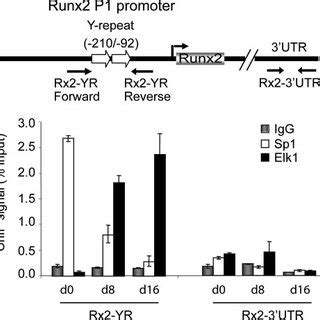 In Vivo Interactions Of The Runx Promoter With Sp And Ets Chromatin Download Scientific