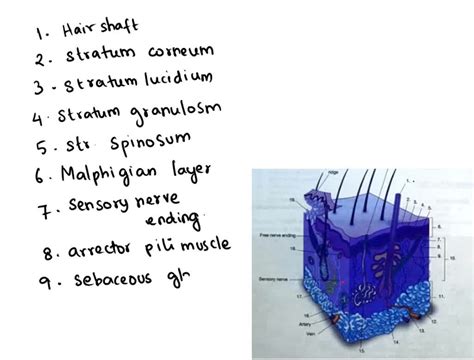 Solved 1 Labeling Worksheet The Dermis 1 2 3 Dermis 2 3 Labeling