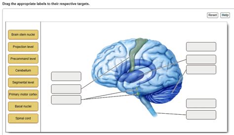 Drag The Appropriate Labels To Their Respective Targets Brain Stem