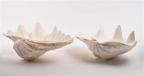 Sold At Auction Two Large Clam Shells