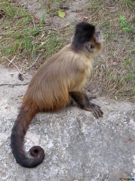 Capuchin free image - № 44962