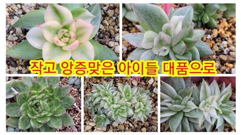 2월 24일 작고 앙증맞은 아이 대품으로 품어서 자랑해 보세요~~~~ 행복이금 꽃눈마리아금 콩마리아금 블루진마리아금 마리아금 엘크혼금 Youtube