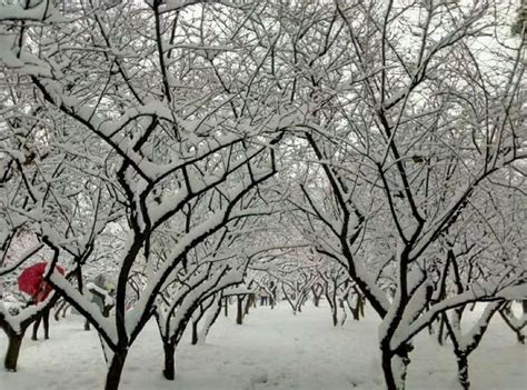 七绝：踏雪寻梅