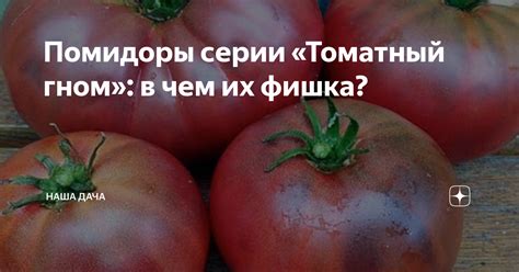 Помидоры серии «Томатный гном»: в чем их фишка? | Наша Дача | Дзен