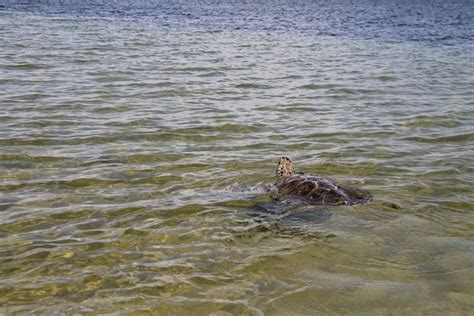 Two Sea Turtles Released After Recovering From Marine Accidents