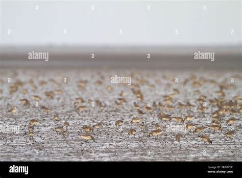 Groep Kanoeten In De Waddenzee Flock Of Red Knots Calidris Canutus In The German Wadden Sea