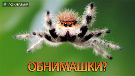 Самые красивые пауки в мире - YouTube