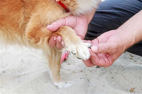 How To Treat A Dog Nail Separated From Quick 8 Easy Steps