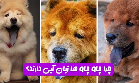 چرا چاو چاوها زبان آبی دارند؟ عکس همیارپت