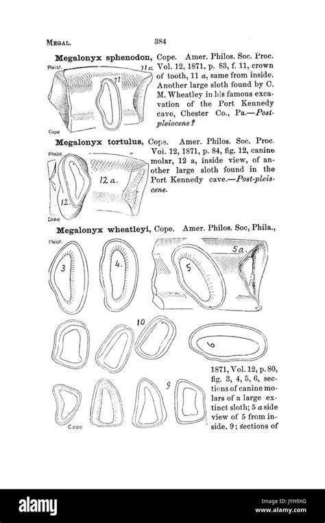 A Dictionary Of The Fossils Of Pennsylvania And Neighboring States Named In The Reports And