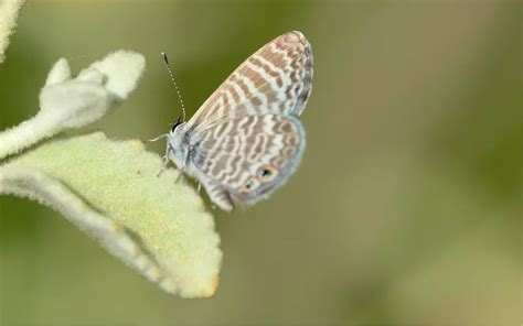 Paper Kite Butterfly Identification Life Cycle And Behavior Insectic