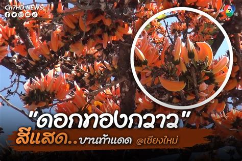 ข่าวบานสะพรั่งแล้ว “ดอกทองกวาว” สีแสด สวยงามสะดุดตาท้าแดด สร้างสีสัน