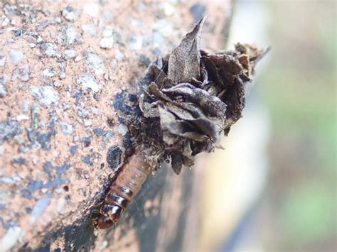 Mahasena Aurea