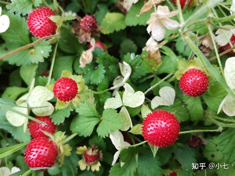 和树莓最为相似的蛇莓，为什么农村老人说不能吃？是有毒吗？ 知乎