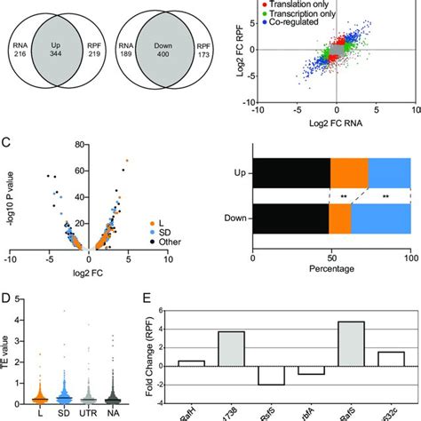 metagene analysis of 3 assigned genes aligned at the start codon a