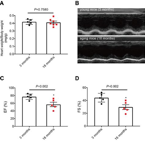 Reduced Cardiac Function In Aging Mice A There Was No Difference In Download Scientific