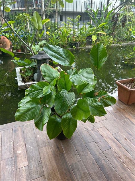 Thaumatococcus Daniellii Furniture And Home Living Gardening Plants