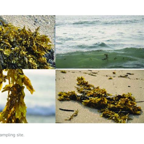 A Graph Absorbance Against Concentration Sargassum Extract B