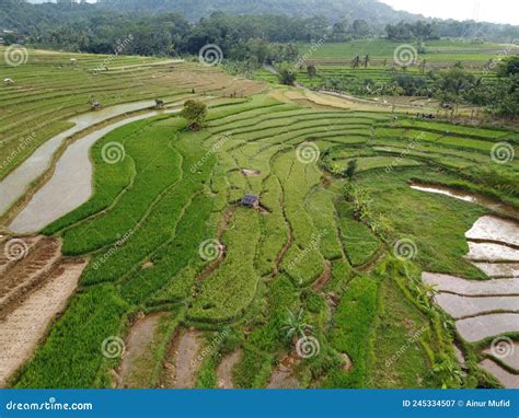 La Belleza De Los Campos Rurales De Arroz De La Regencia Kendal Central