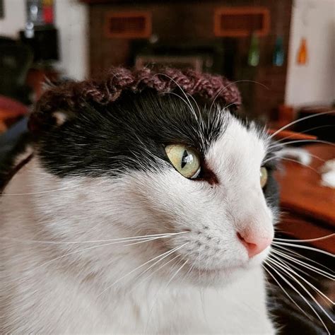 I Made A Hello Kitty Stuffed With Catnip Mochi Approves R Kitting