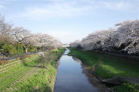 野川夜桜ライトアップ2018 丸山耕二建築設計事務所
