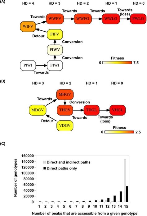 Fitness Landscape Analysis Evolutionary And Genetic Algorithms Class