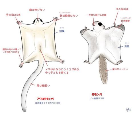 モモンガとムササビをイラスト解説！大きさやしっぽで見分けよう！｜お絵かき図鑑