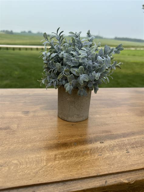 Assorted Greenery Pots Willow Creek Rental