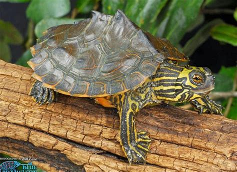 The Lavish Life Of Henry My Cousin The Ringed Map Turtle The Lavish Life Of Henry My Cousin The Ringed Map Turtle