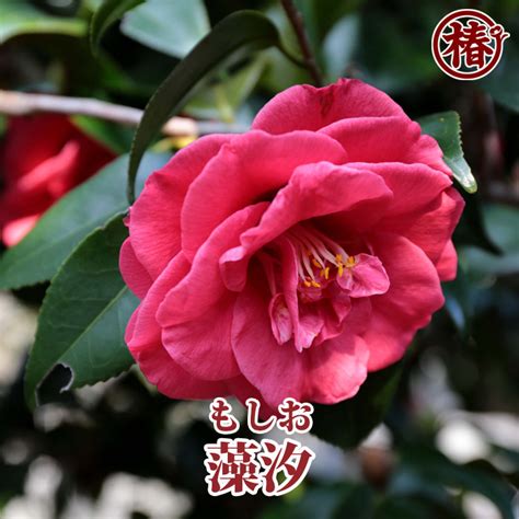 椿園オンラインショップ 藻汐もしお