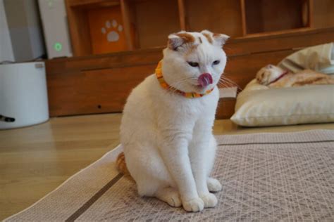 ぺろりマフィンくん 大阪の人懐っこい猫カフェcat Tail