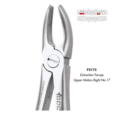 Gdc Extraction Forcep Upper Molars Right No17 Fx17s