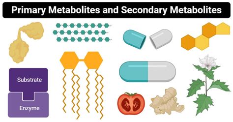 Primary Vs Secondary Metabolites Definition 12 Differences Examples
