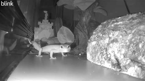 Wavy Tail🥺 R Leopardgeckos