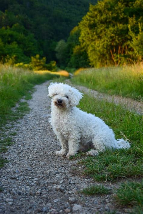 Bichon Frise 가정의 강아지 개 개 산책 개의 경치 경치가 좋은 고요한 광야 국가 귀여운 강아지